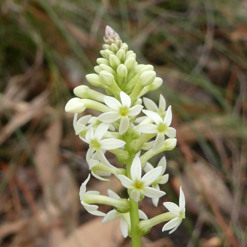 Stackhousia from Kangarilla SA 5157, Australia on August 6, 2023 at 01: ...