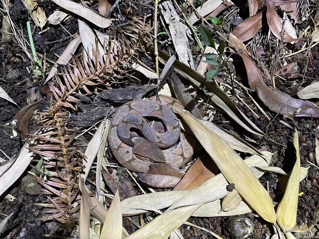 Chinese Moccasin in June 2023 by Pintsen JIN · iNaturalist