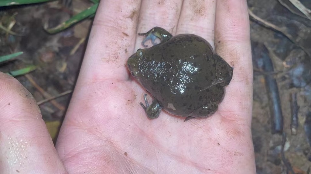 Boreal Digging Frog in June 2022 by Alex Pintsen JIN · iNaturalist