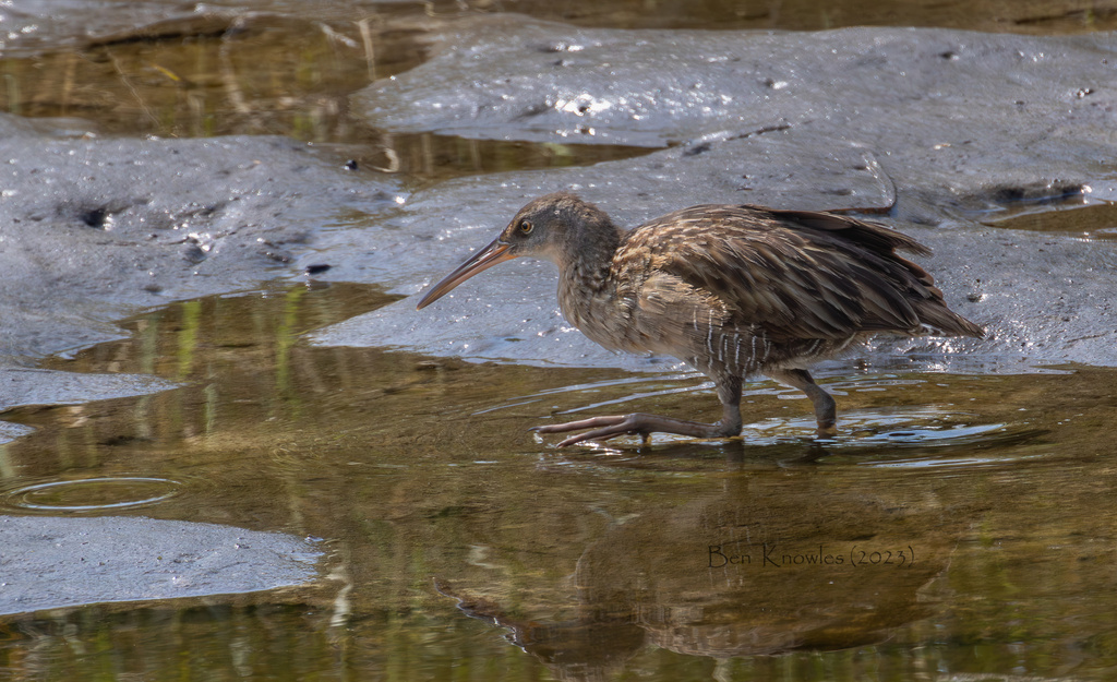 Clapper Rail from St. Marks National Wildlife Refuge, Crawfordville, FL ...