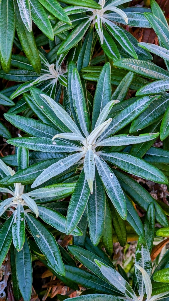 Blanket Bush from South Bruny TAS 7150澳洲 on August 6, 2023 at 04:00 PM ...