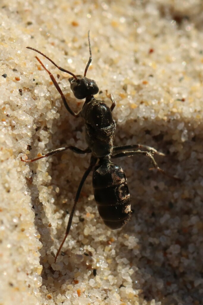 Rainbow Ants from Stuarts Point NSW 2441, Australia on June 23, 2023 at ...