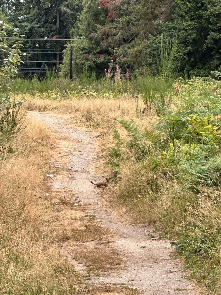Long-tailed Weasel from Lake Washington, Seattle, WA, US on August 5 ...