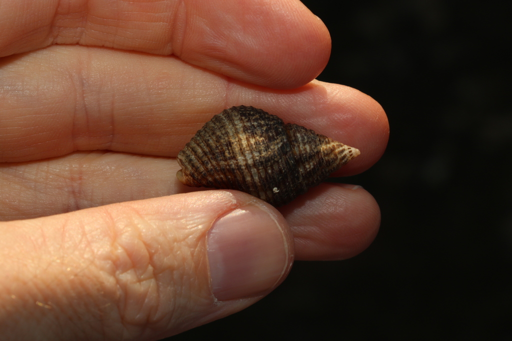 Pollia fumosa from Caloundra - Caloundra N., Queensland, Australia on ...