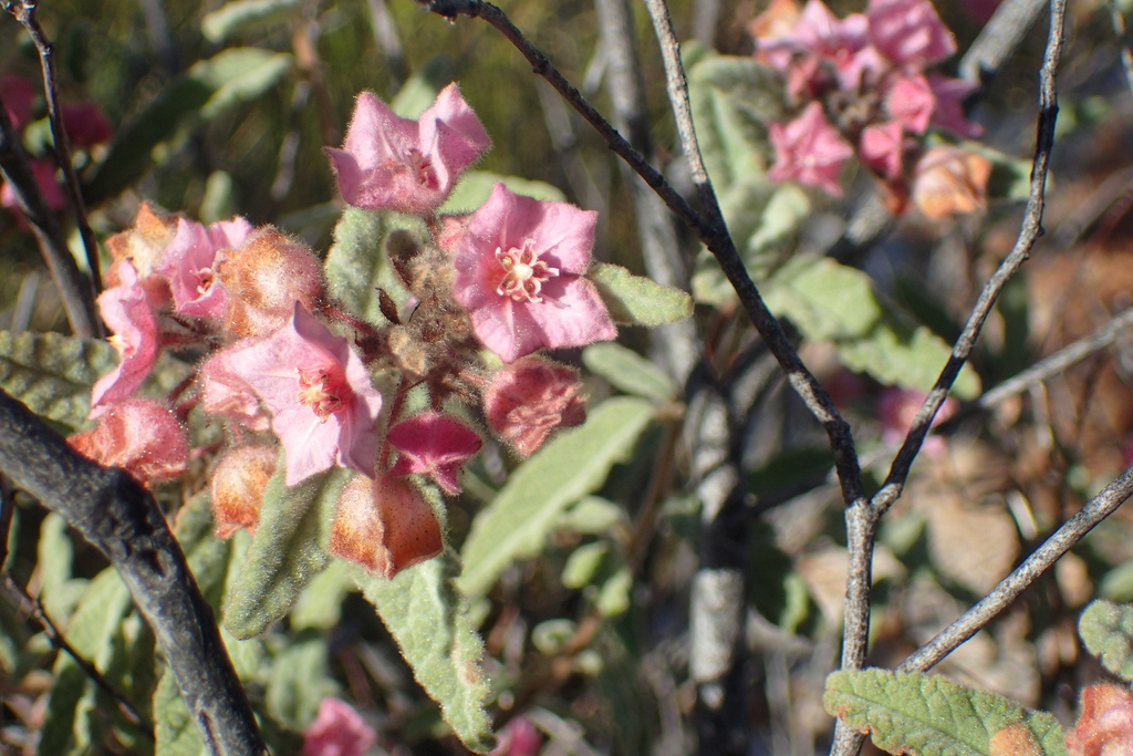 Commersonia magniflora from Mount Sonder, Mount Zeil NT 0872, Australia ...