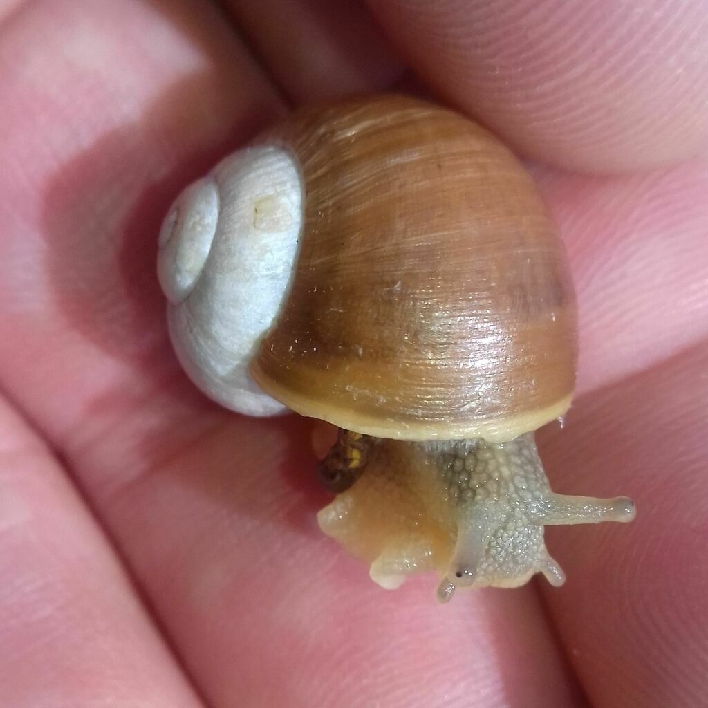 Helix lutescens from Brasov, Romania on July 16, 2023 at 03:21 PM by ...