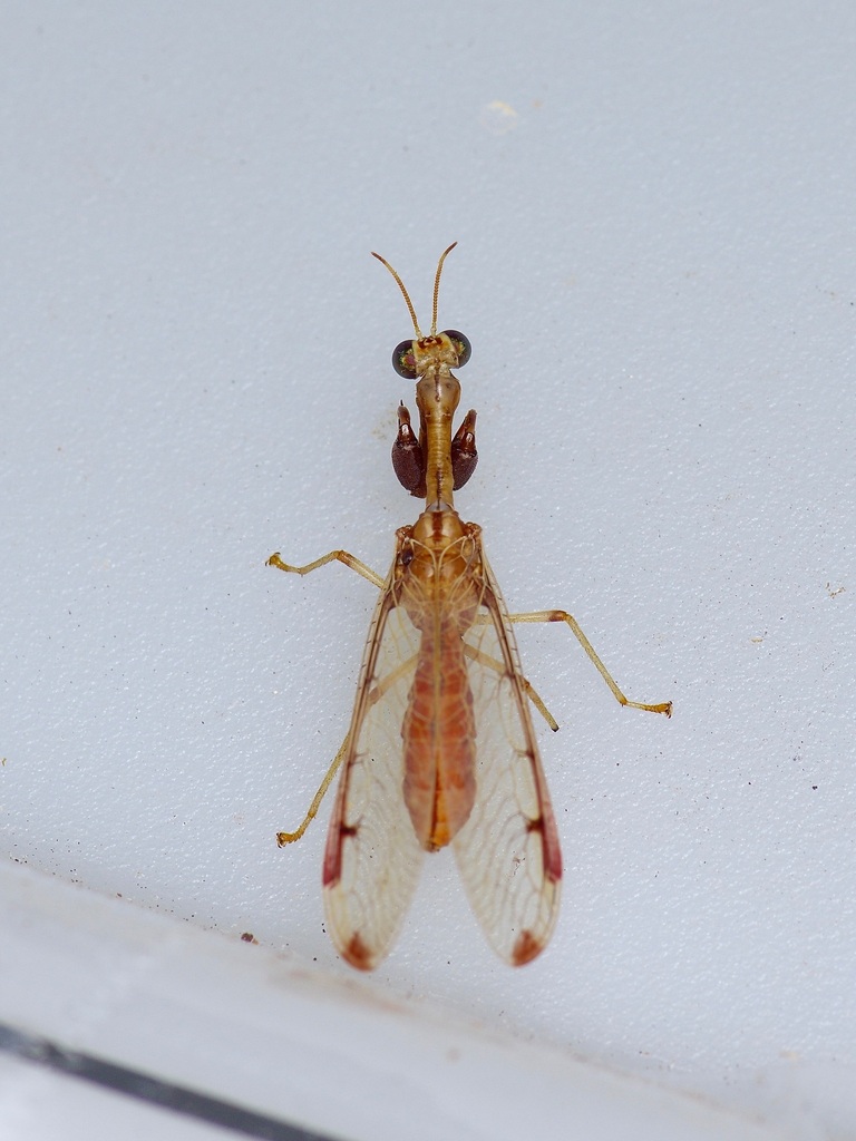 Four-spotted Mantidfly in August 2023 by Michelle · iNaturalist