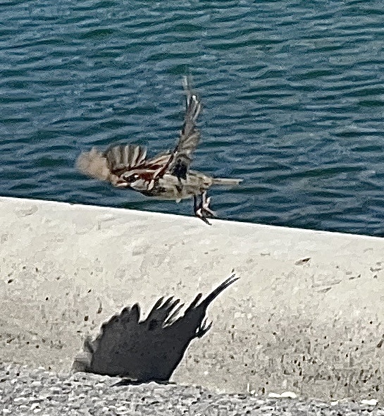 House Sparrow from Kypr, Paphos, Paphos, CY on August 6, 2023 at 02:33 ...