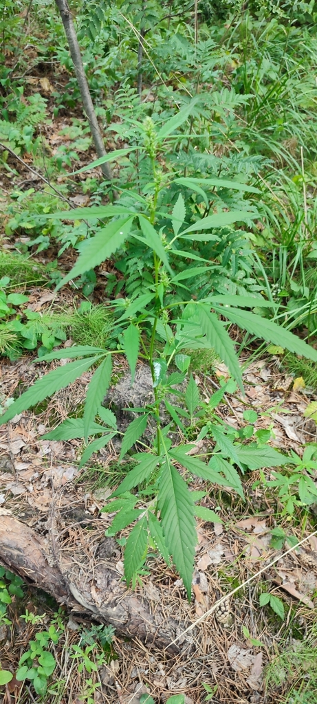 Ruderalis Marijuana from Тюменская обл., Россия, 625517 on August 6 ...
