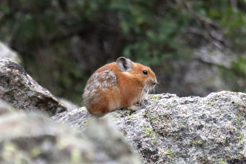 Turkestan Red Pika from Bostandyk District, Almaty, Kazakhstan on July ...