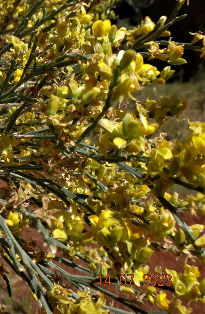 Jacksonia forrestii from Kununurra WA 6743, Australia on July 14, 2023 ...