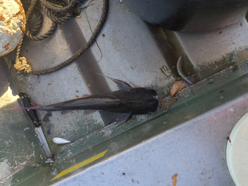 Gafftopsail Catfish from Laurel, FL, USA on August 6, 2023 at 08:06 AM ...