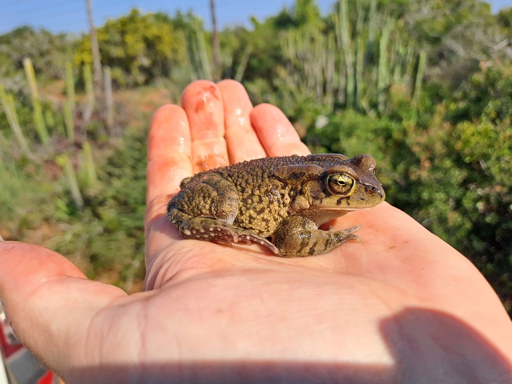 Raucous Toad from Sunday's River Valley Local Municipality, South ...