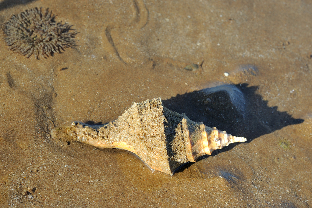 Australian Trumpet from Port Hedland on August 1, 2023 at 04:15 PM by ...