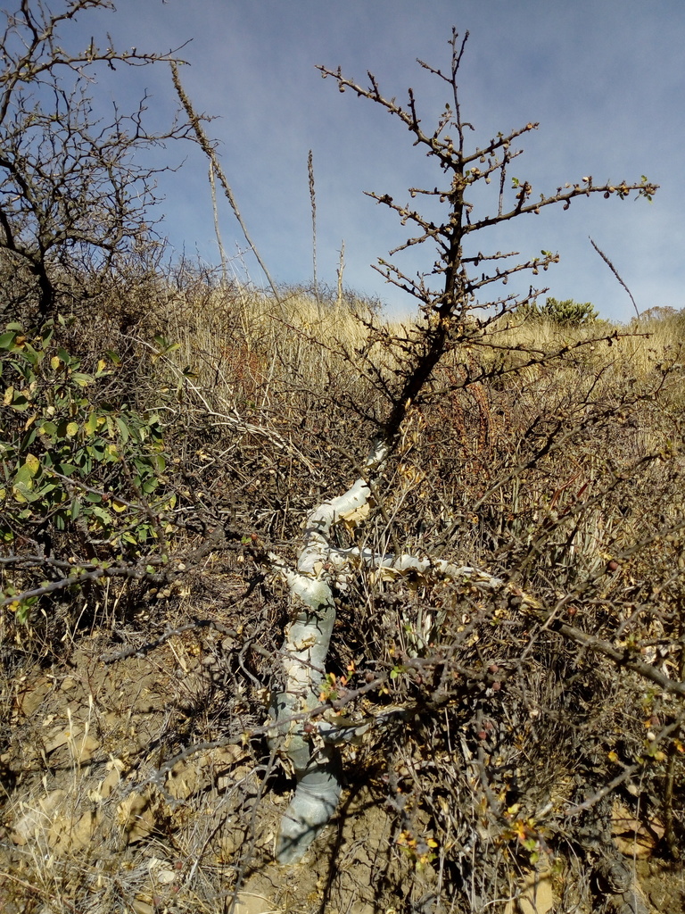 Mexican Frankincense from San Luis de la Paz, Gto., México on January ...