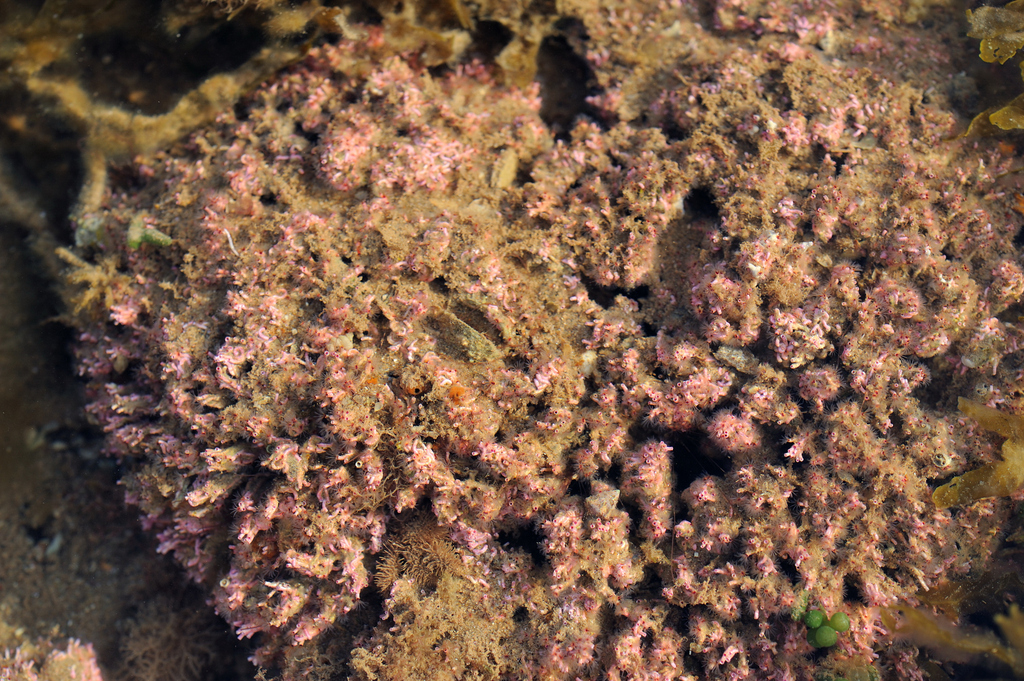 Filogranella from Port Hedland on August 2, 2023 at 04:32 PM by ...