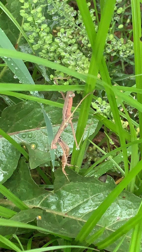Asian Jumping Mantis from Willow Springs on August 6, 2023 at 07:48 AM ...