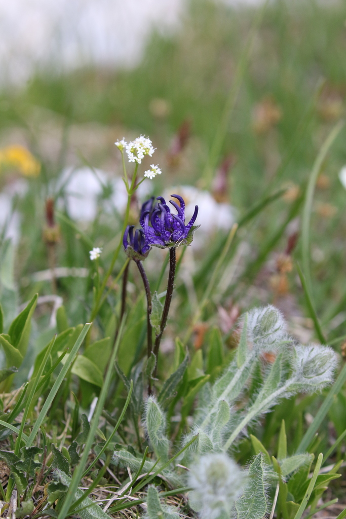 horned rampion from 4265 Ribčev Laz, Slovenia on June 29, 2023 at 11:29 ...
