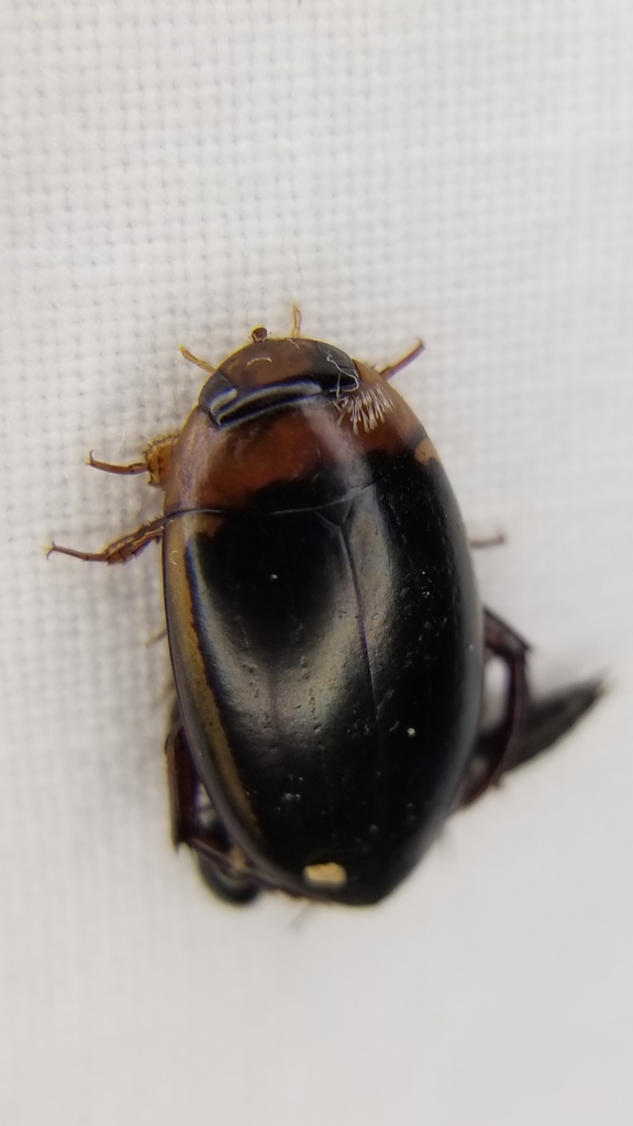 Hydaticus bimarginatus from Damon, TX 77430, USA on July 28, 2023 at 10 ...