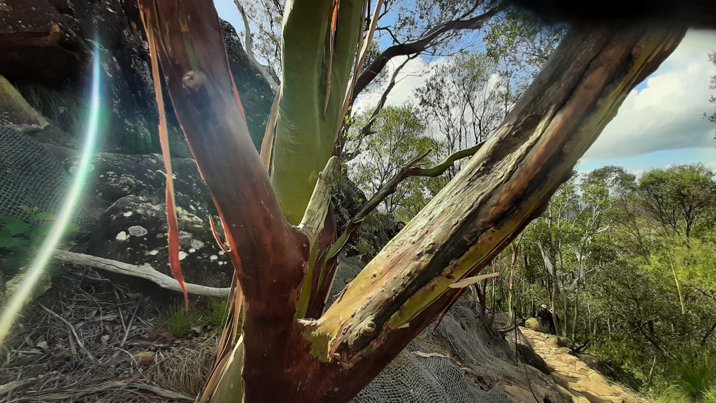 Ngungun May Bush from Mount Ngungun on August 6, 2023 at 01:16 PM by ...