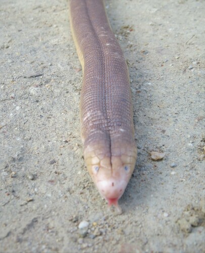 Red Worm Lizard (Amphisbaena alba) - Snakes and Lizards