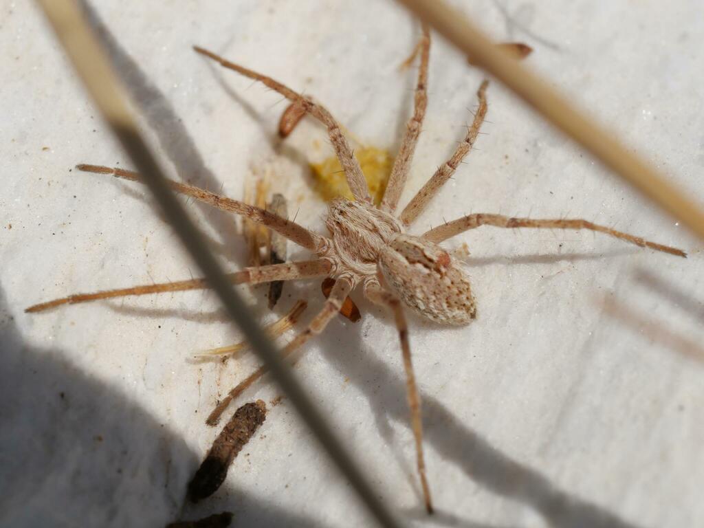 Thanatus from Attica, Greece on August 5, 2023 at 01:09 PM by Alexis ...