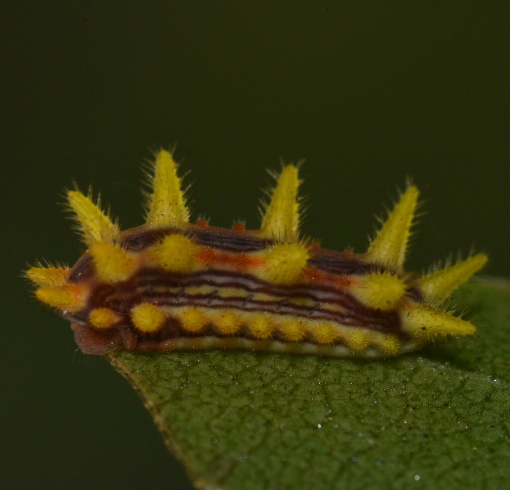 Stinging Rose Caterpillar Moth from Shamong, NJ, USA on August 5, 2023 ...