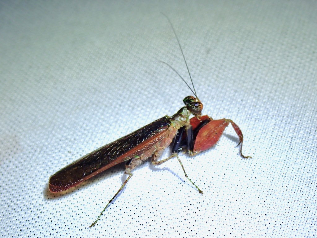 Catestiasula from Sabah, Malaysia on May 31, 2023 at 08:35 PM by Albert ...