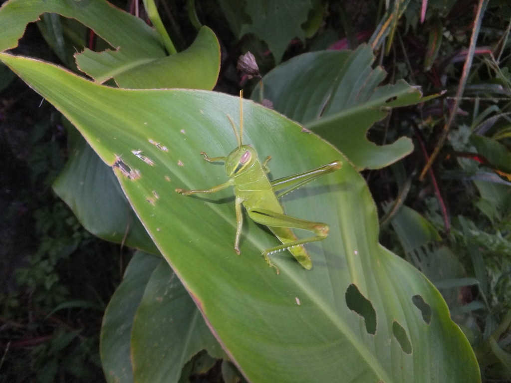 Bombay Locust in August 2012 by ヤマシタタイシ · iNaturalist