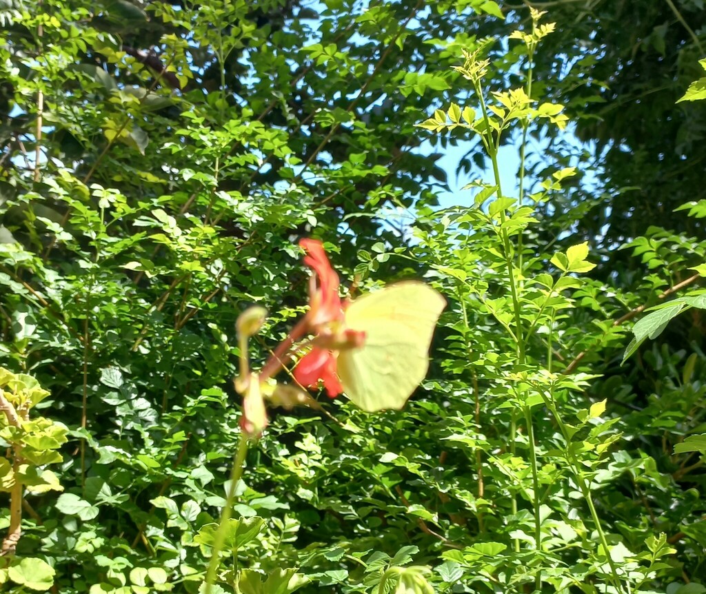 Common Brimstone from 57027 San Vincenzo LI, Italy on August 6, 2023 at ...