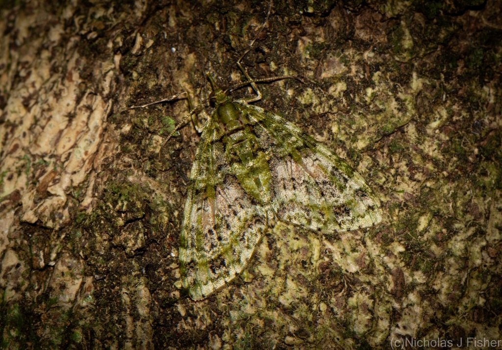 Tympanota perophora from Tamborine Mountain QLD 4272, Australia on July ...