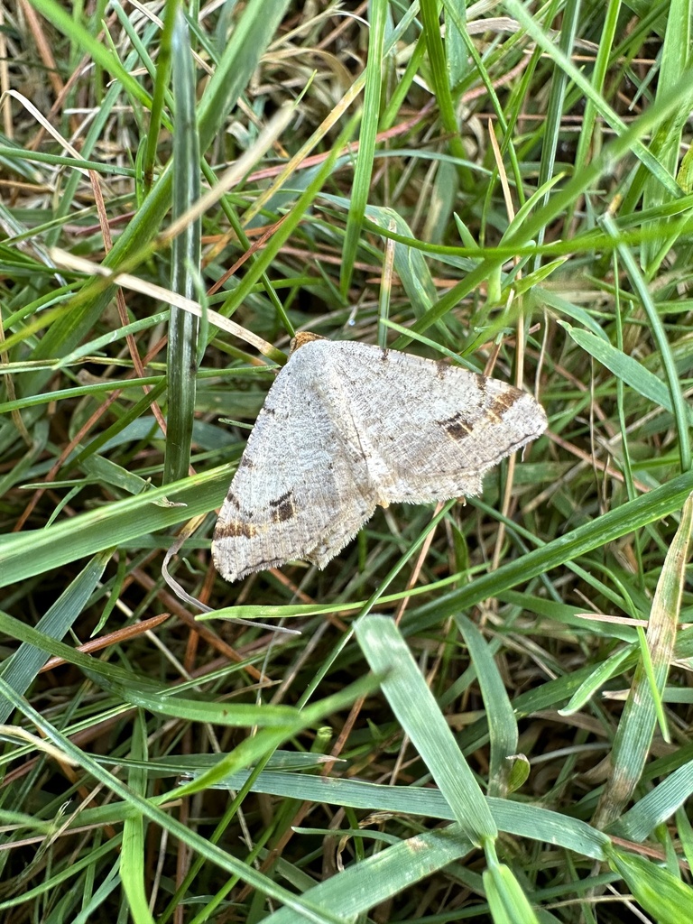 Geometer Moths in August 2023 by taralr · iNaturalist