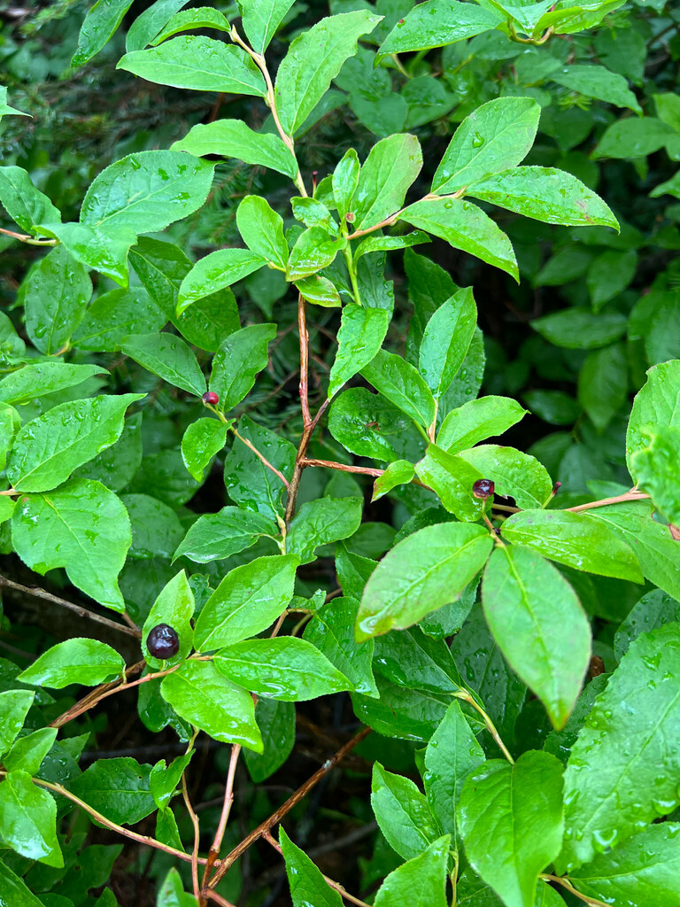 thinleaf huckleberry from Skamania County, WA, USA on August 5, 2023 at ...