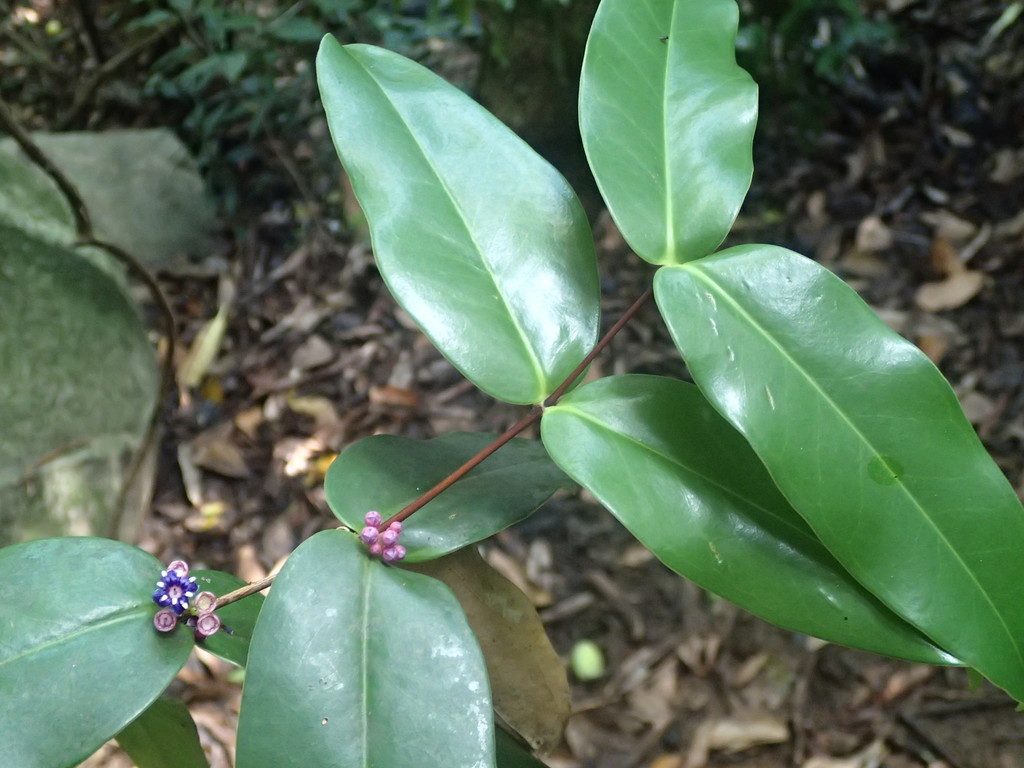 (Memecylon caeruleum) - Botanical Realm