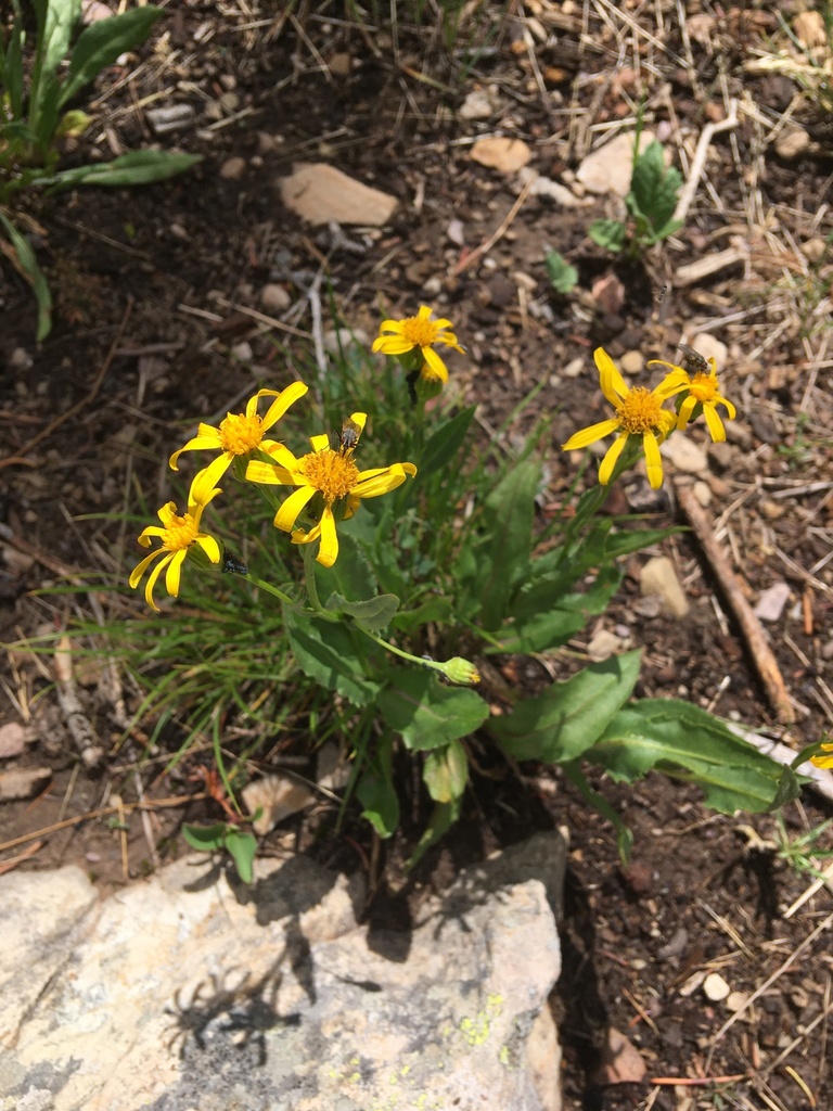 Tall western groundsel from Duchesne County, US-UT, US on August 4 ...