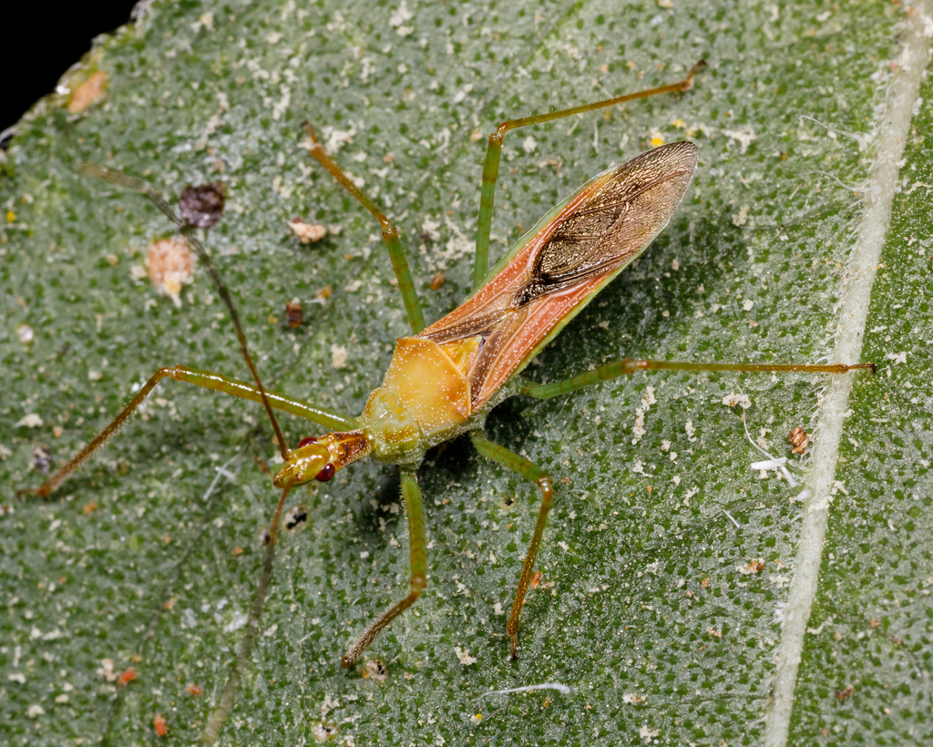 Leafhopper Assassin Bug from Sanger, TX 76266, USA on July 29, 2023 at ...