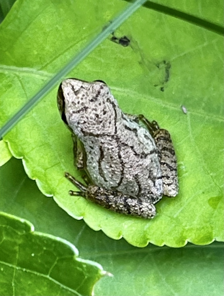 Spring Peeper from The Robert Frost Farm, Derry, NH, US on August 5 ...