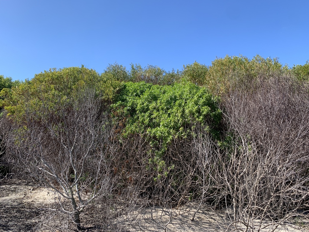 Australian Ngaio from Overstrand, Greater Hermanus, WC, ZA on August 6 ...
