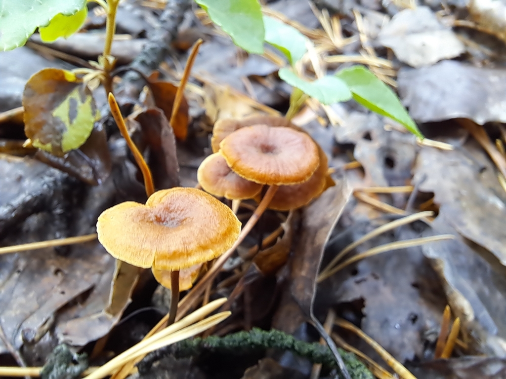 Pinewood Gingertail from Невьянск, Свердловская обл., Россия on August ...