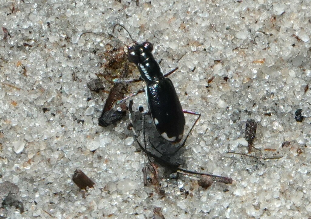 Scabrous Tiger Beetle from Highlands County, FL, USA on August 5, 2023 ...