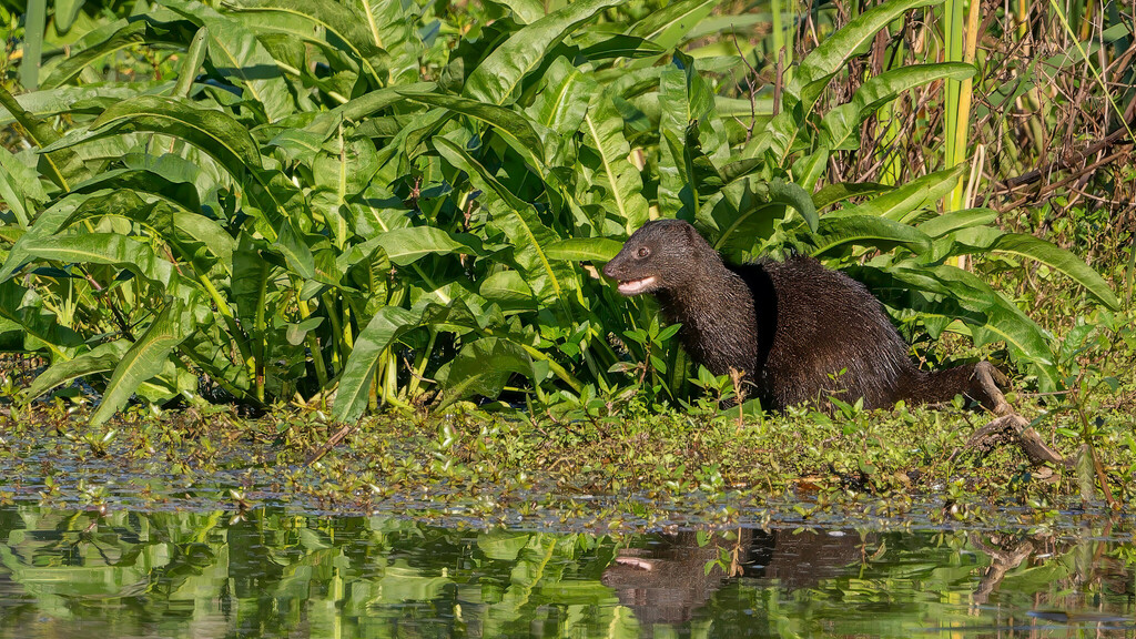 Marsh Mongoose from Athlone Park, Amanzimtoti, 4126, South Africa on ...