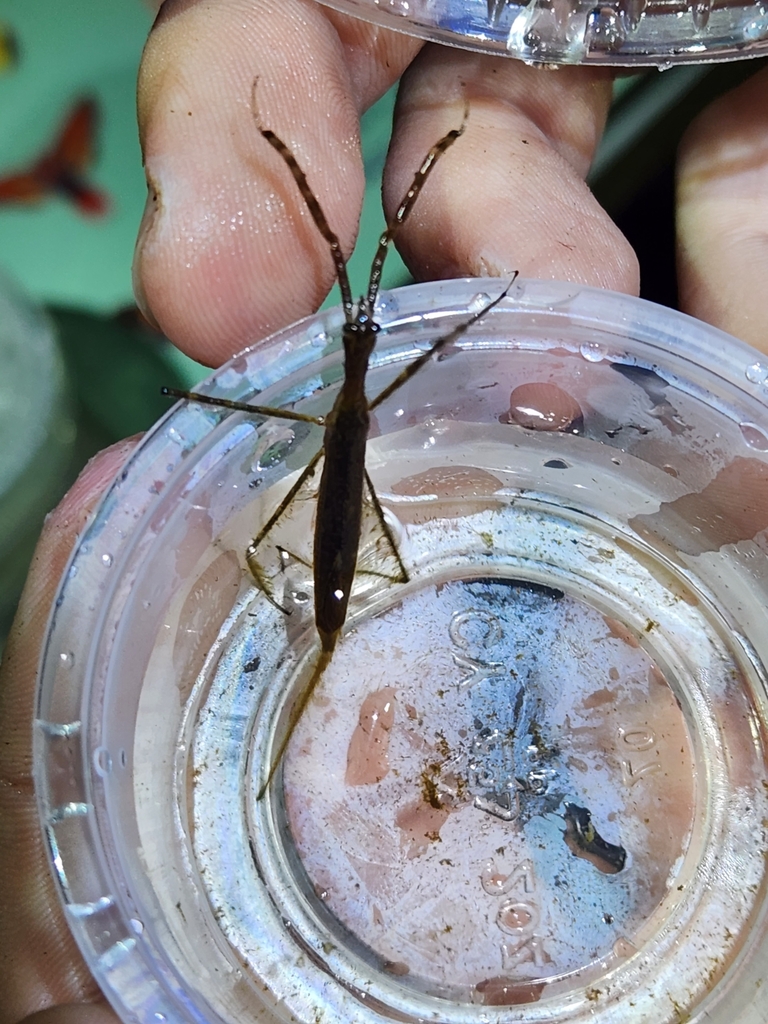 Ranatra from Franklin, NJ 08328, USA on August 5, 2023 at 09:13 PM by ...