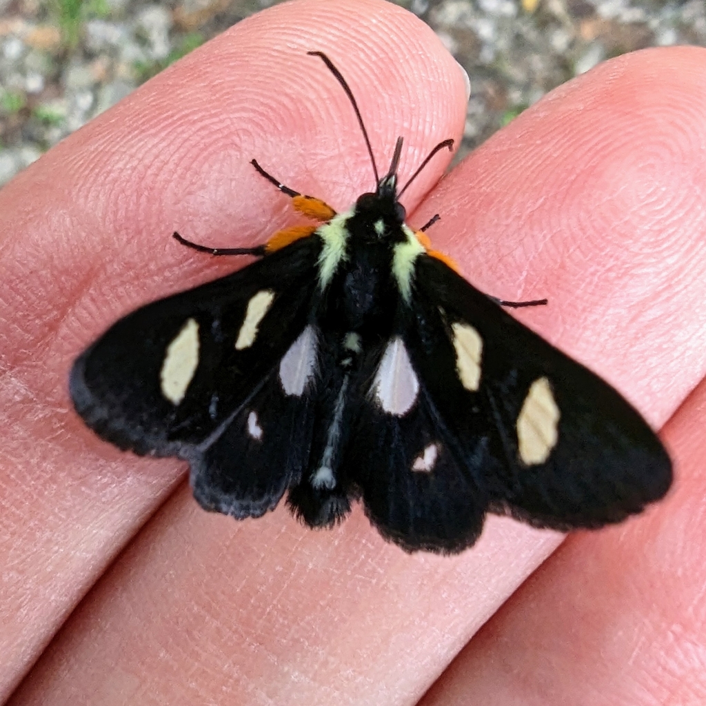 Eight-spotted Forester Moth from Rineyville, KY 40162, USA on August 6, 2023 at 10:59 AM by ...