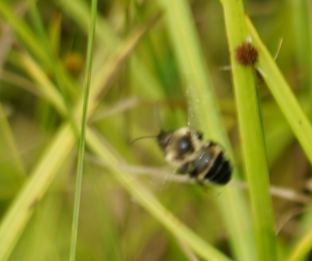 Rusty-patched Bumble Bee in August 2023 by Brandie Dunn. Tough call ...