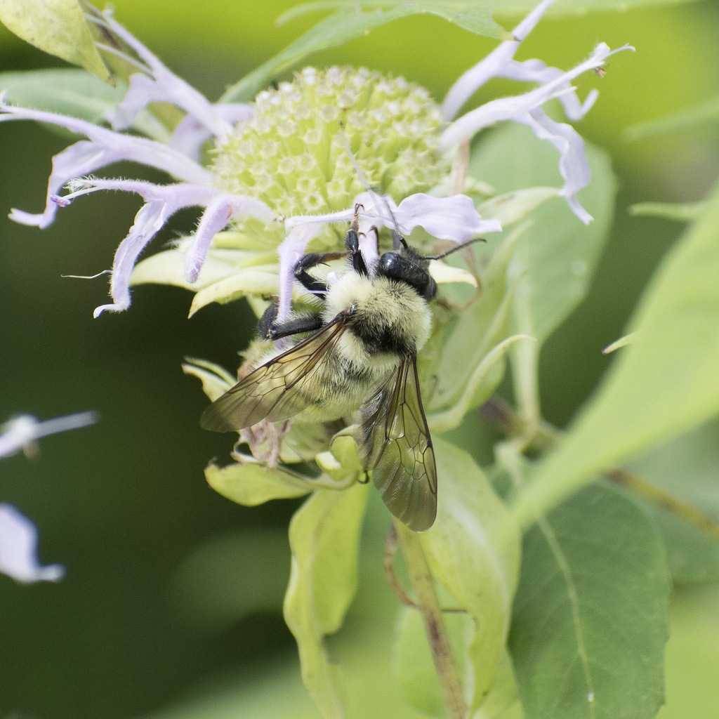 Golden Northern Bumble Bee from Montgomery County, OH, USA on July 29 ...