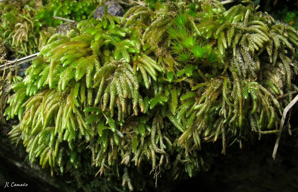 Bird's-foot Wing-moss in April 2023 by José Luis Camaño. On granite ...