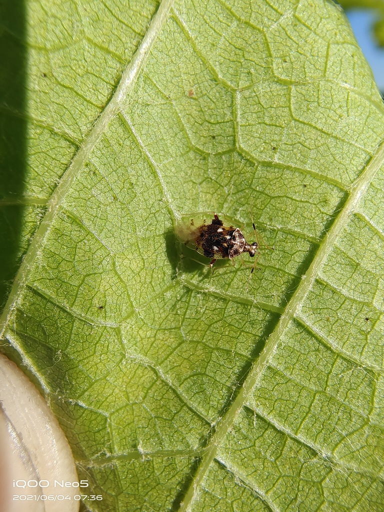Stethoconus from 中国河南省新乡市新乡县 on June 4, 2021 at 07:36 AM by 游 · iNaturalist