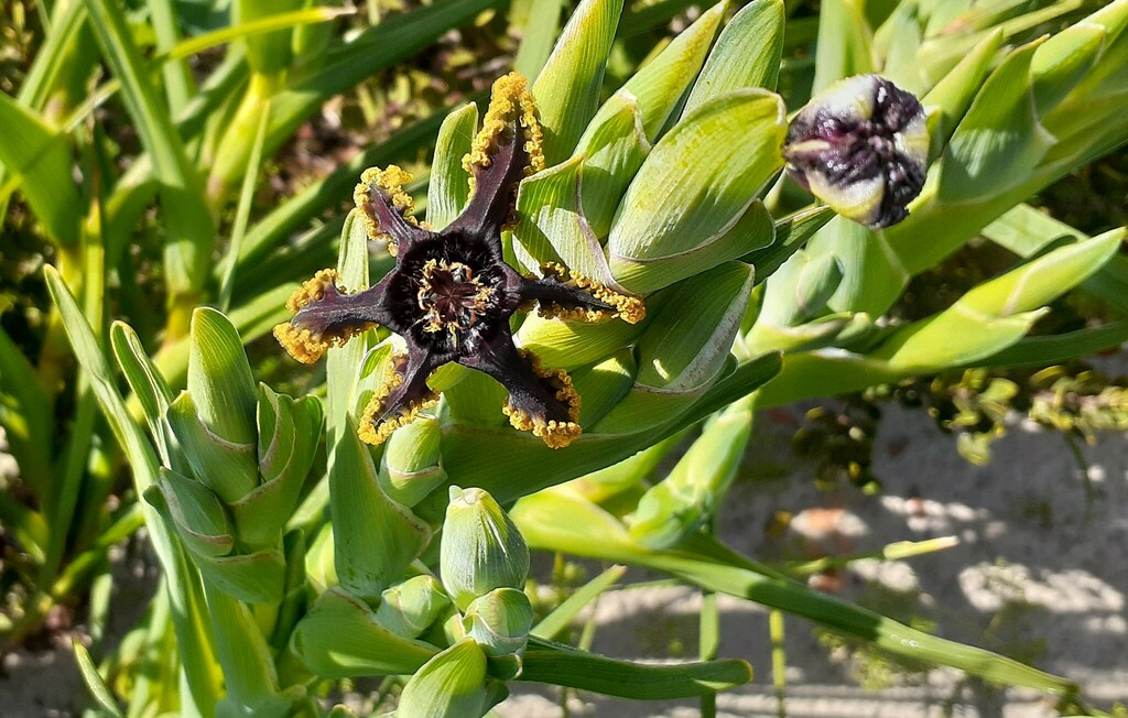 Starfish lily from West Coast Peninsula, South Africa on August 6, 2023 ...