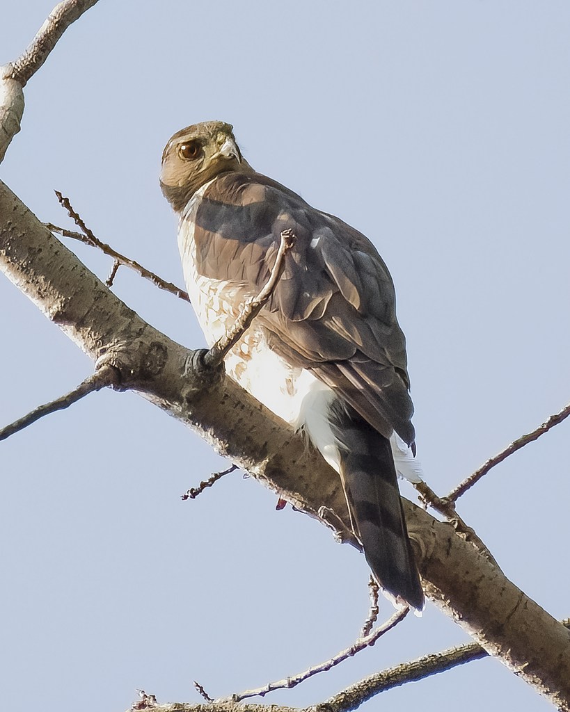Cooper's Hawk from Clanwilliam, MB R0J, Canada on August 6, 2023 at 08: ...