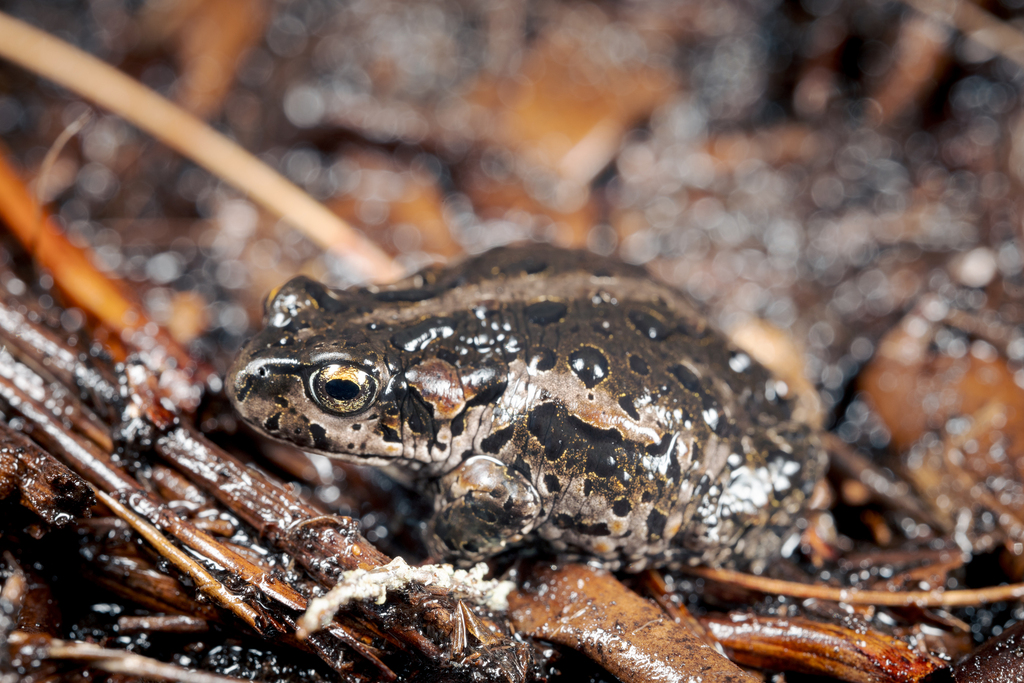 Peninsula Mountain Toad in August 2023 by david_taylor · iNaturalist